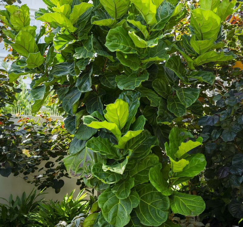 Landscape Brisbane - Landscaping & Design